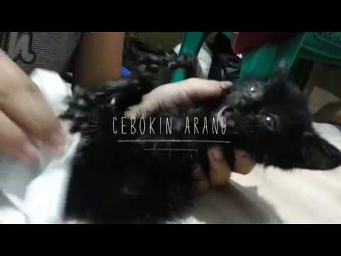 marah-marah... kucing dicebokin/kucing hitam lucu gemeees