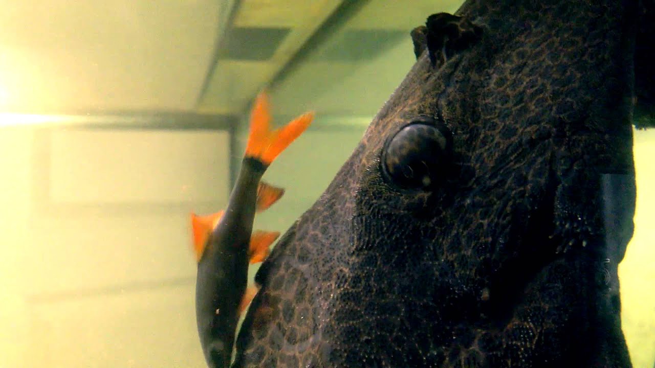 rainbow shark and sailfin pleco interaction - YouTube