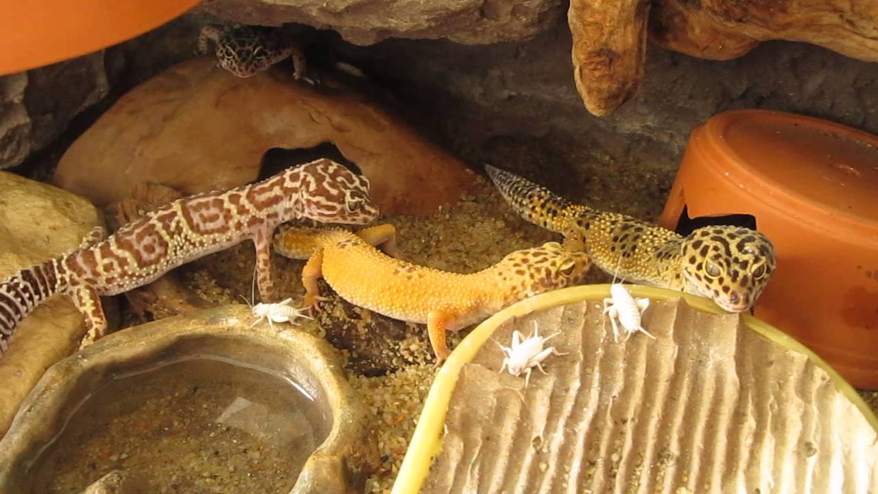 Group of Leopard Geckos Hunting Crickets - YouTube