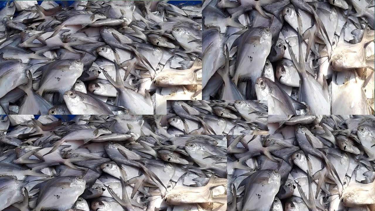 Excellent Fish pomfret Fish price Live ln Fish Market| Fillet Fishing ...