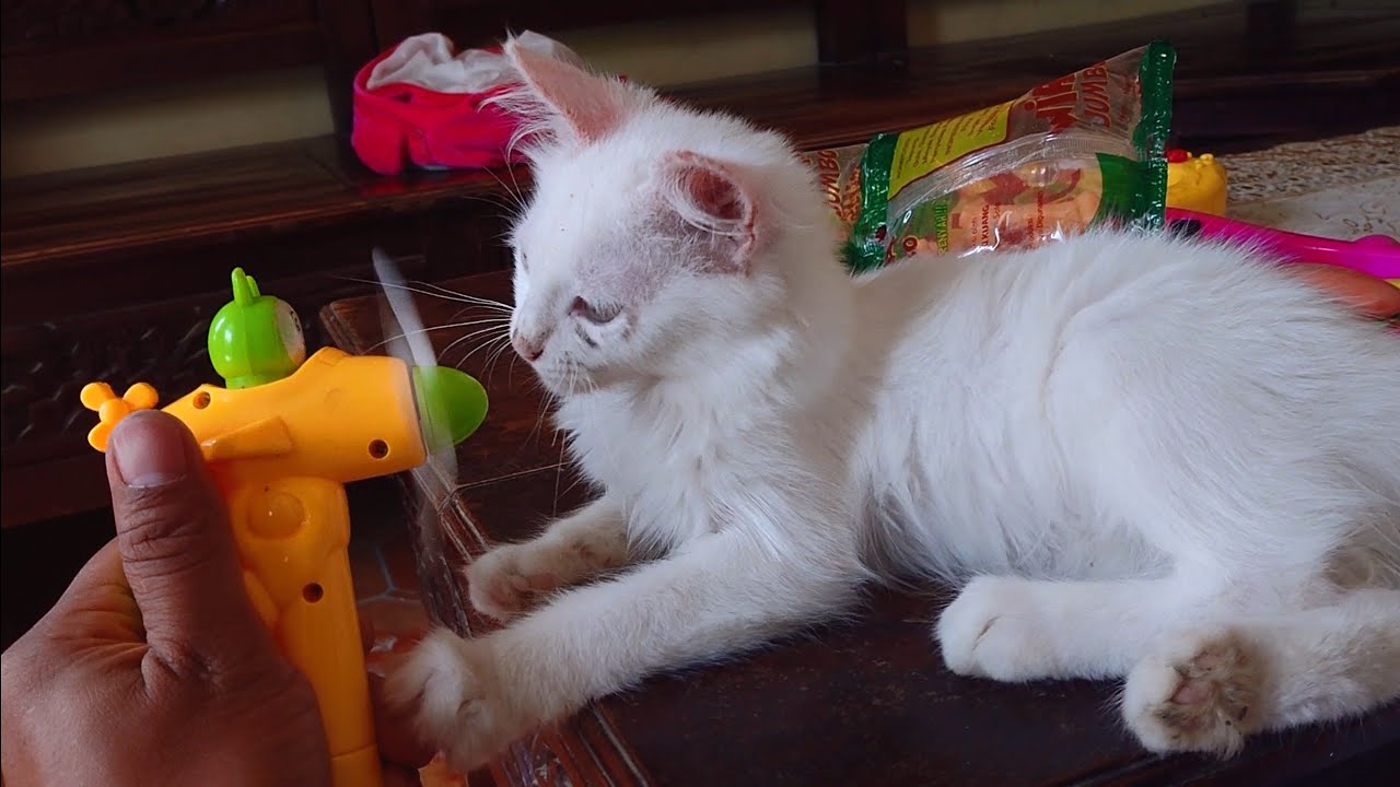 BERMAIN DENGAN KUCING PINTAR YANG CERDIK - YouTube
