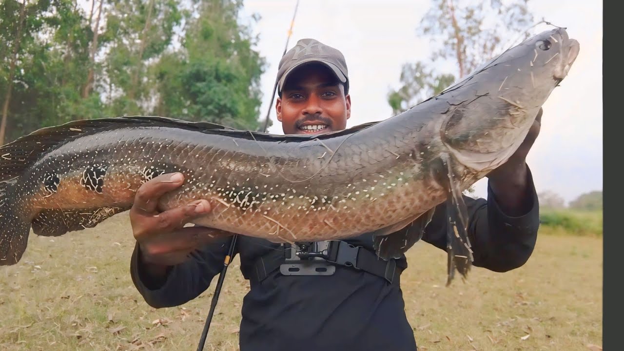 giant very big maral fish itna bada maral pahli bar pakda doston ...