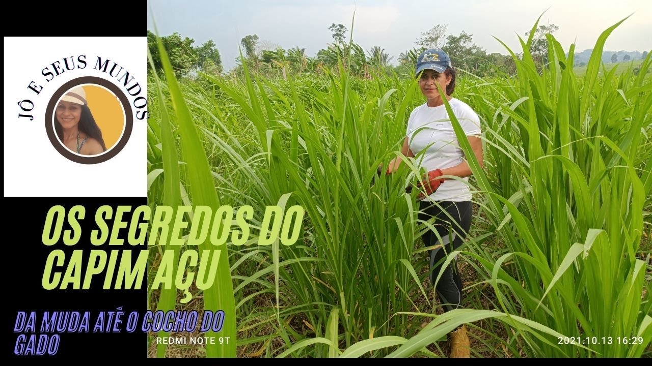 Os segredos do capim açu, Como fazer as mudas do capim açu, Como ...
