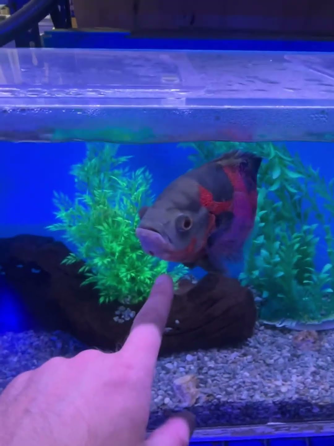 Deep sea creation Temecula CA - YouTube