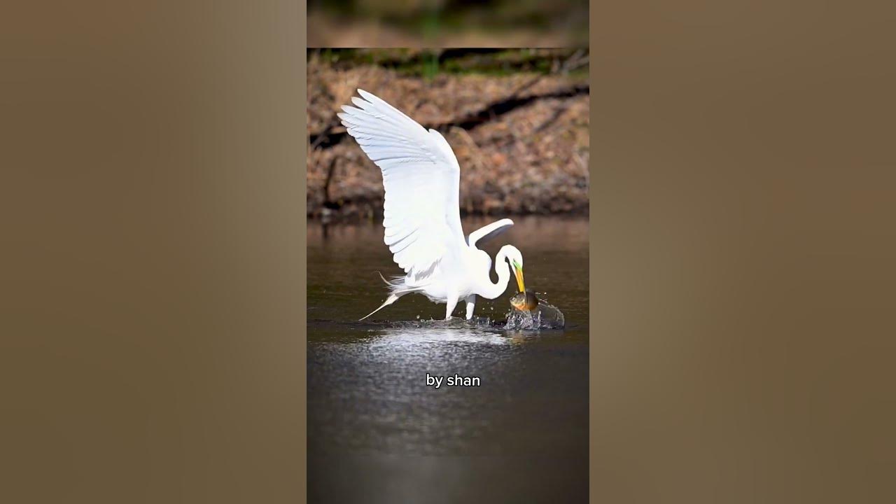 Thought he was taking off then he made the dive. Egret, nature ...