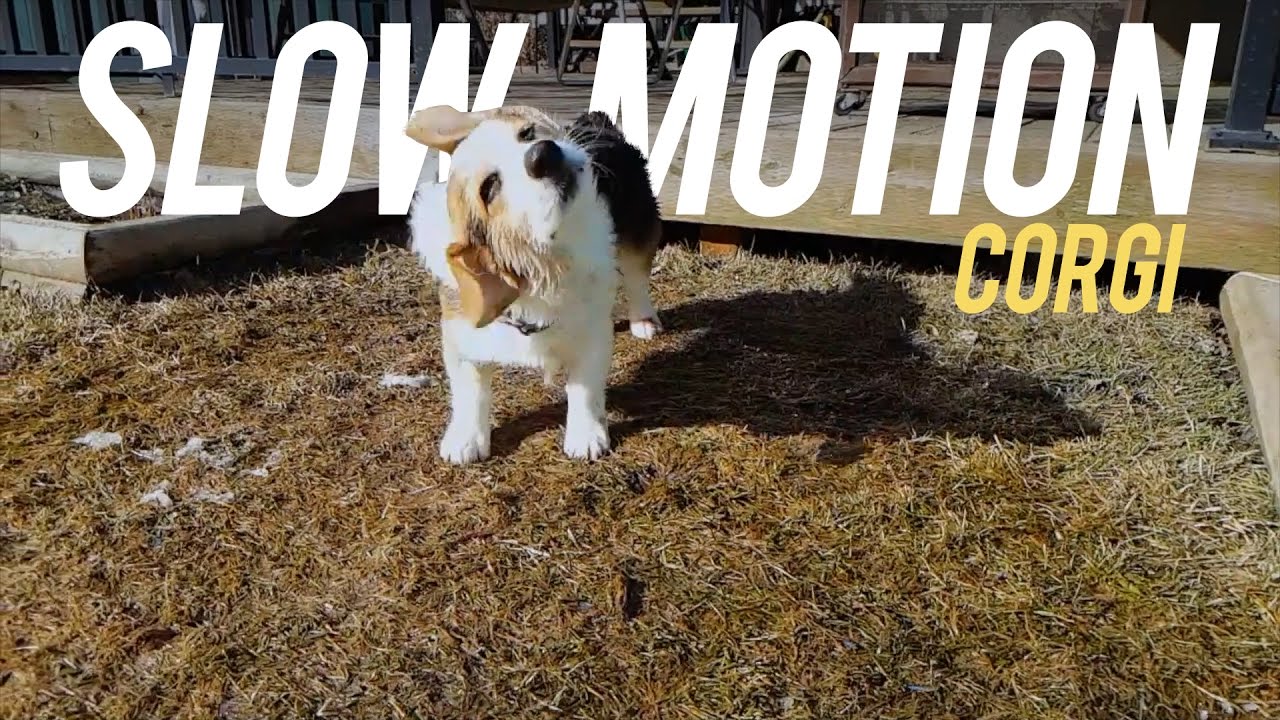 SLOW MOTION CORGI | Shaking Off Water In Slow Motion - YouTube