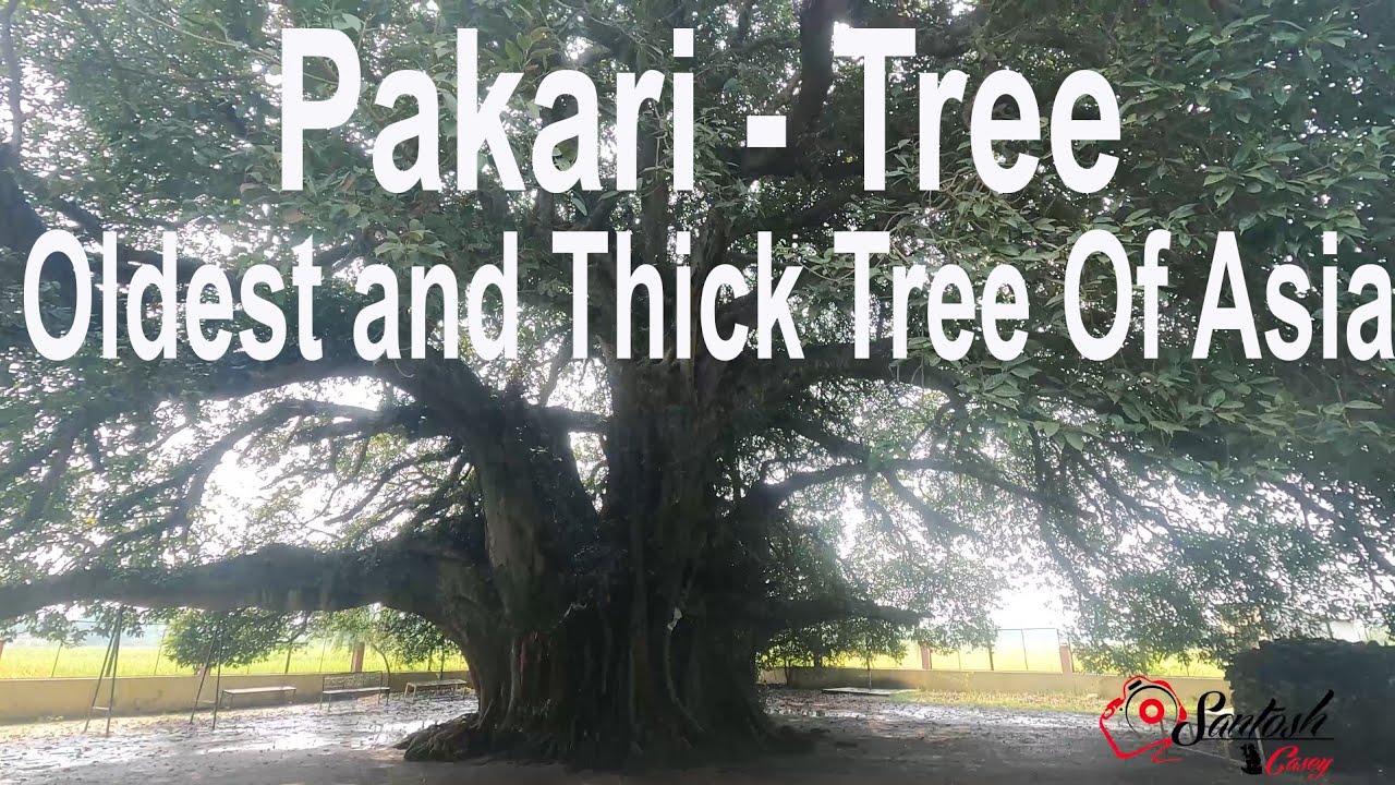 Pakari-Tree (Oldest & Thickest Tree of Asia) Khairenii , Devdaha ...