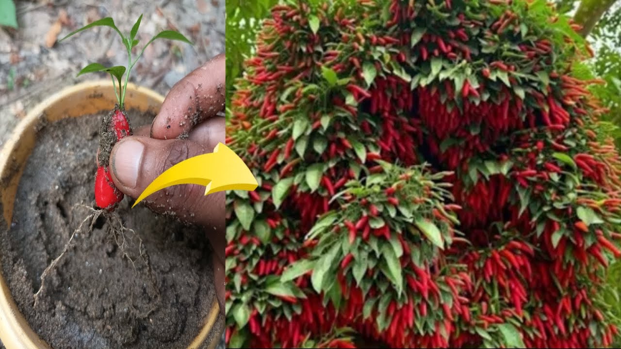 How to grow chilli plant at home,, propagation chilli tree with banana ...