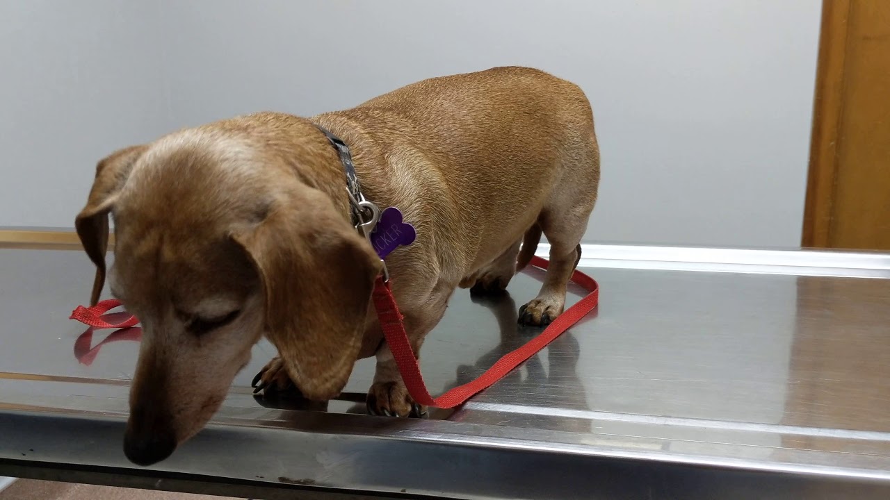 Weiner Dog dachshund scared waiting on the Vet. - YouTube