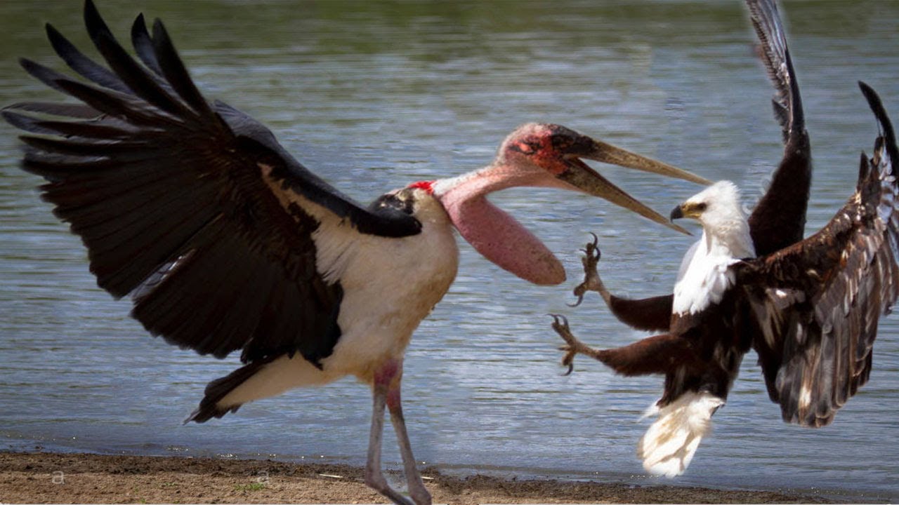 Eagle and Stork fighting for food!!! - YouTube