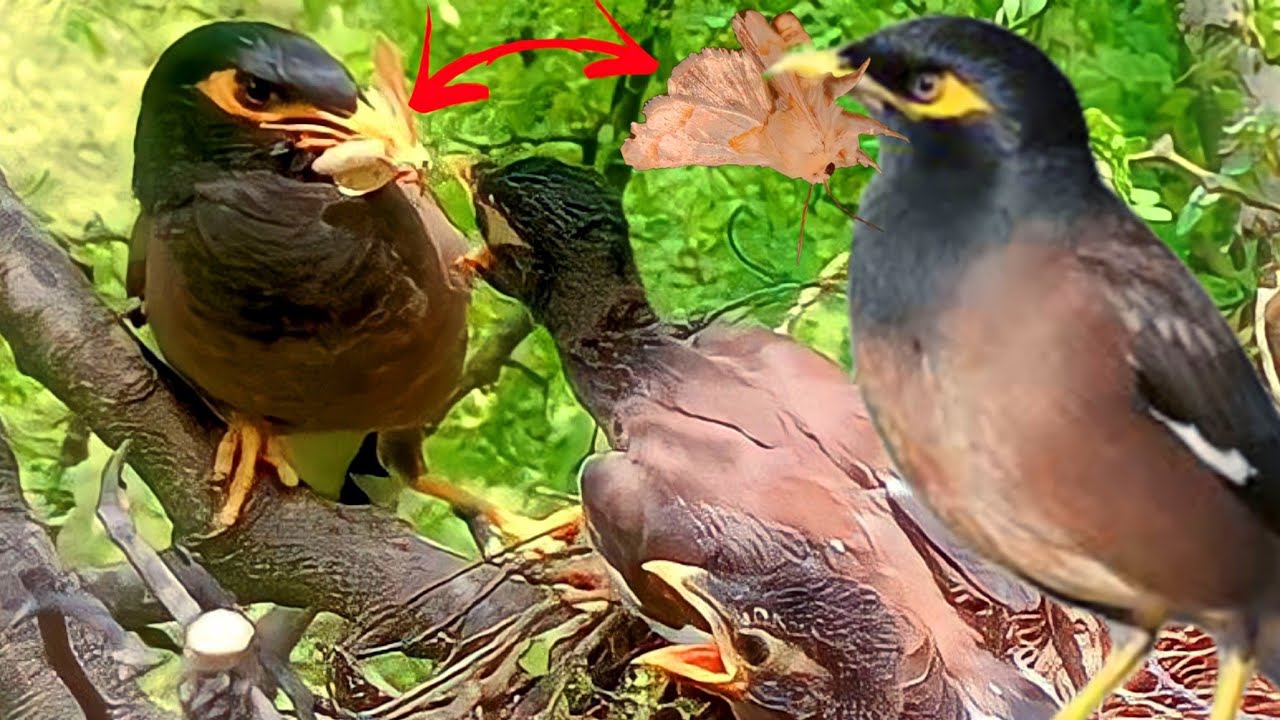 Myna babies trying to eat Domestic silk moth but not @BirdPlusAnimals ...
