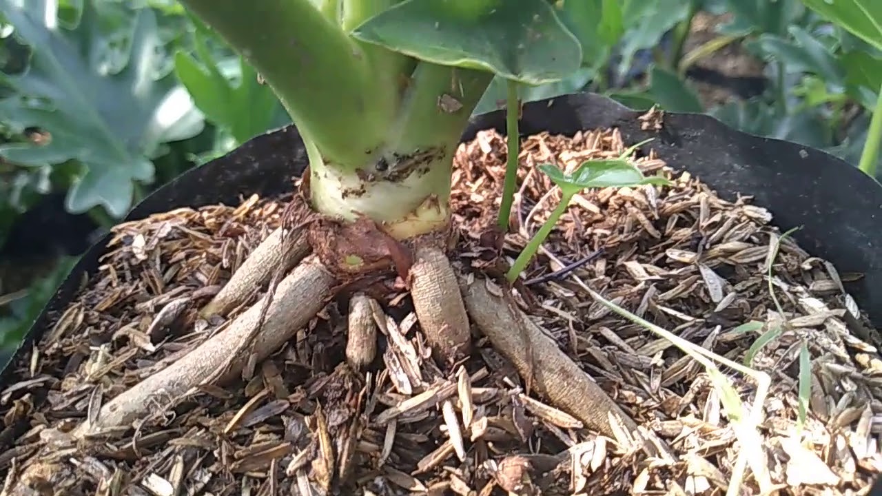 Tanaman pembersih udara rokok dan daun nya laku dijual Phillo dendron ...