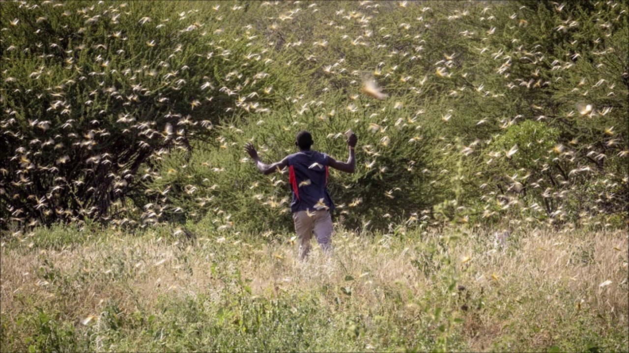 Locust Sound | Free Sound Effects | Animal Sounds - YouTube