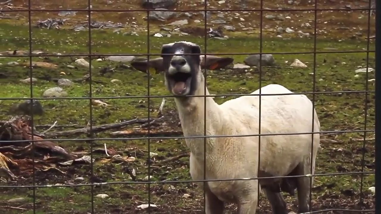 The Screaming Sheep SUPER SLOW-MO EDITION! - YouTube