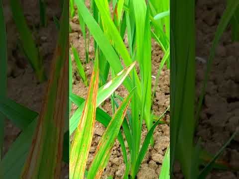 Gladiolus Diseases and prevention - YouTube