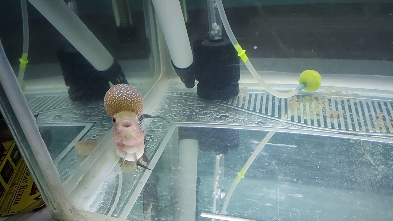 Flower horn prawn feeding - YouTube