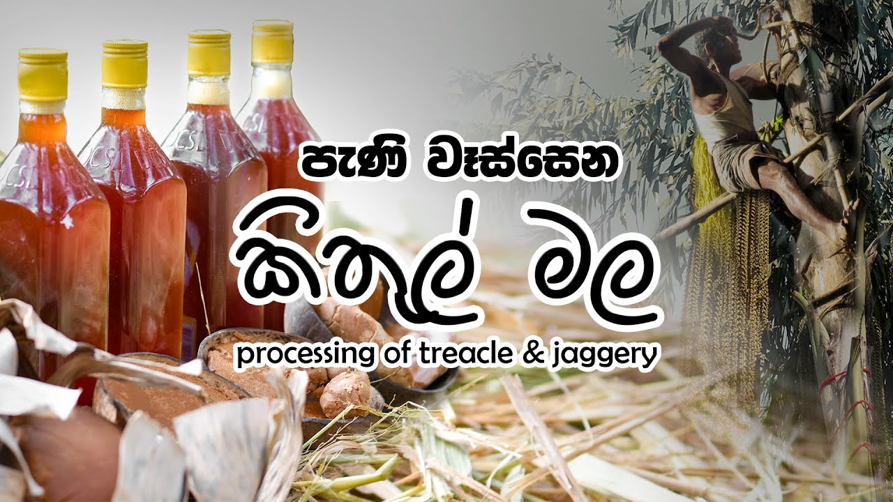 Processing of Treacle & Jaggery කිතුල් පැණි සහ හකුරු නිශ්පාදනය - YouTube