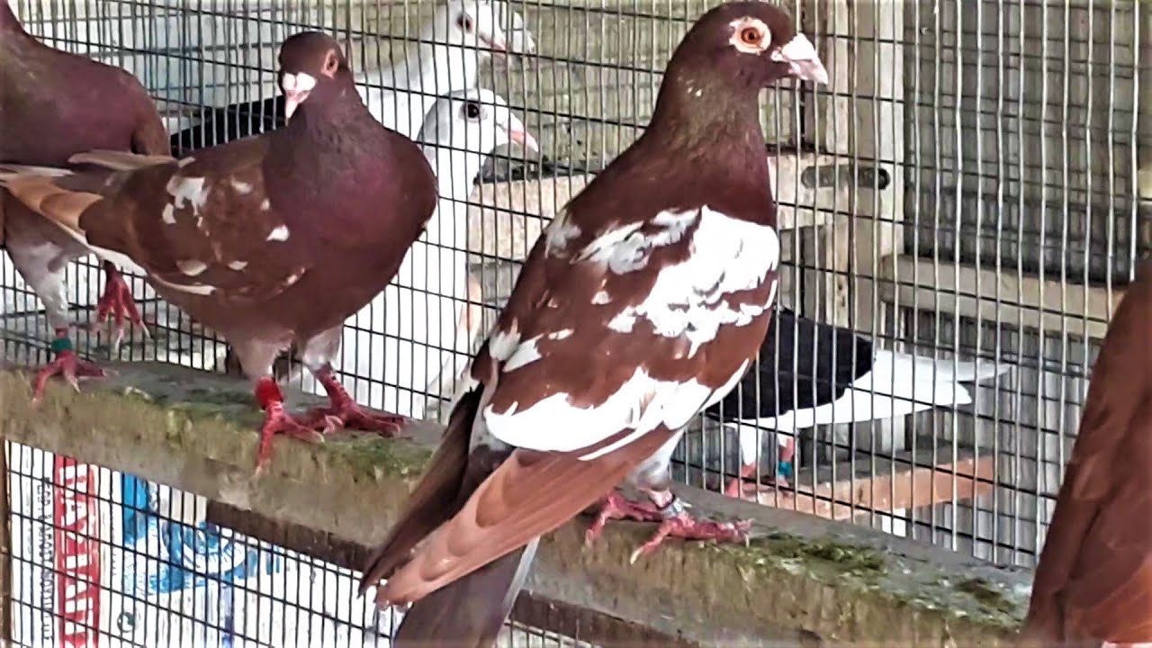 MEULEMANS RACING PIGEONS FARMA PIGEONS IN THE BACKYARD - YouTube