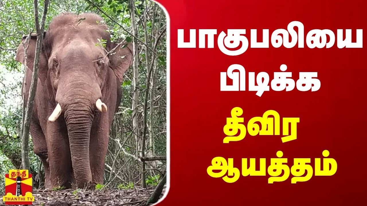 பாகுபலியை பிடிக்க தீவிர ஆயத்தம் | Bahubali Elephant | Forest Department ...