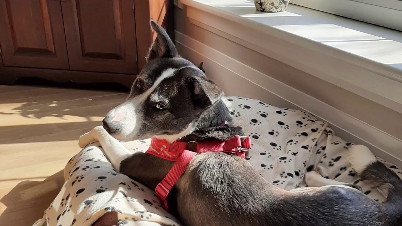 Mini - Save Me Dog Rescue - ADOPTED - YouTube