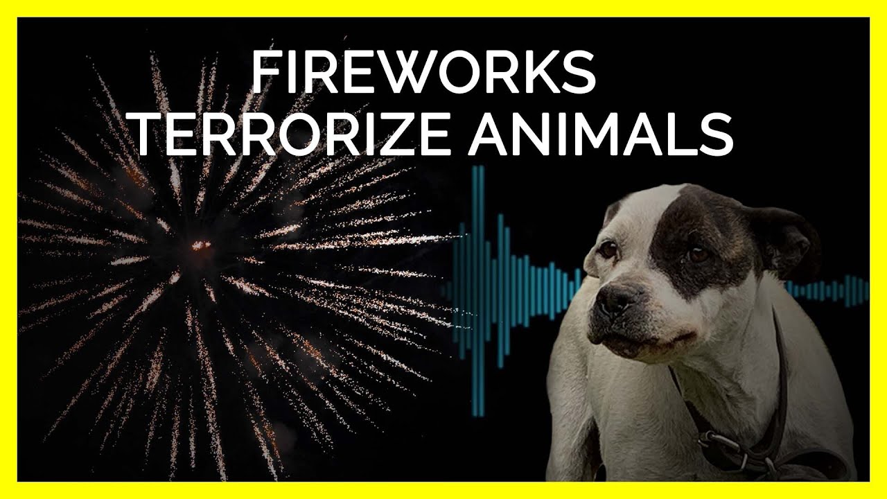 Fireworks Are Terrorizing for Animals - YouTube