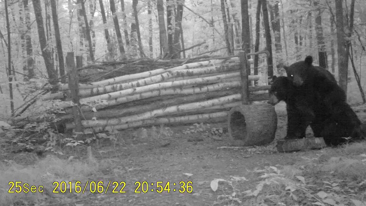 Black bear boar breeding sow - YouTube