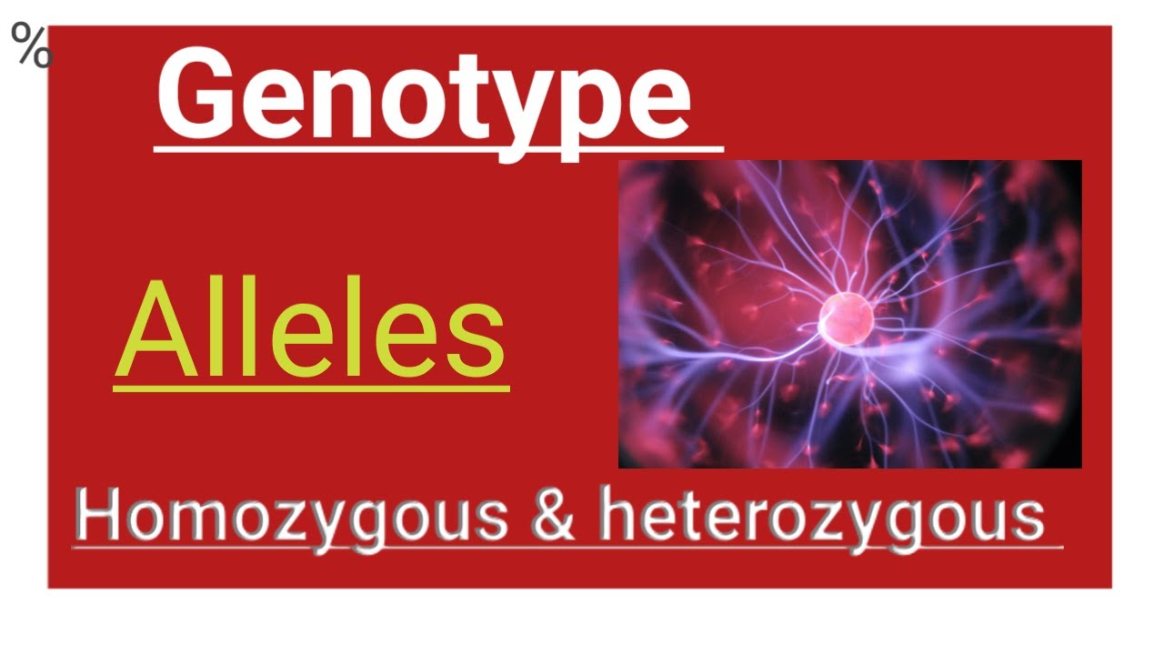 Genotype||genetic makeup of An Individual ||Gene traits||Alleles ...