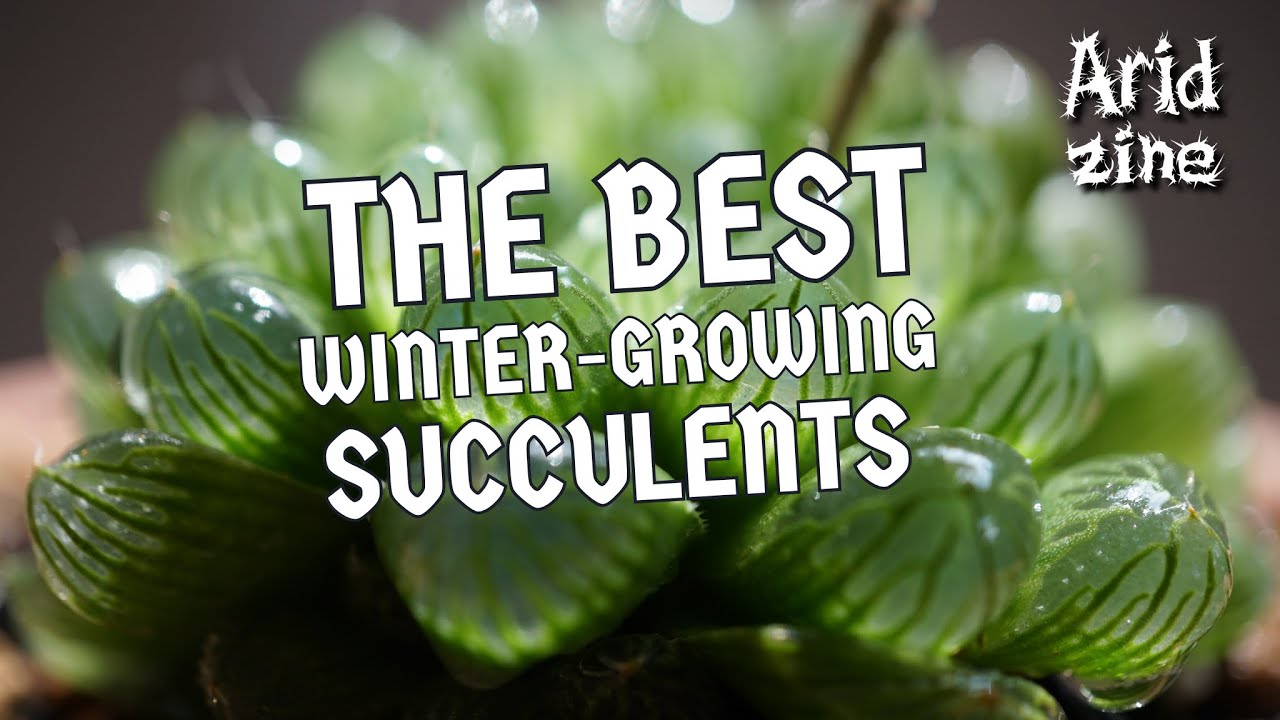Winter-growing succulents to keep you entertained during the off-season ...
