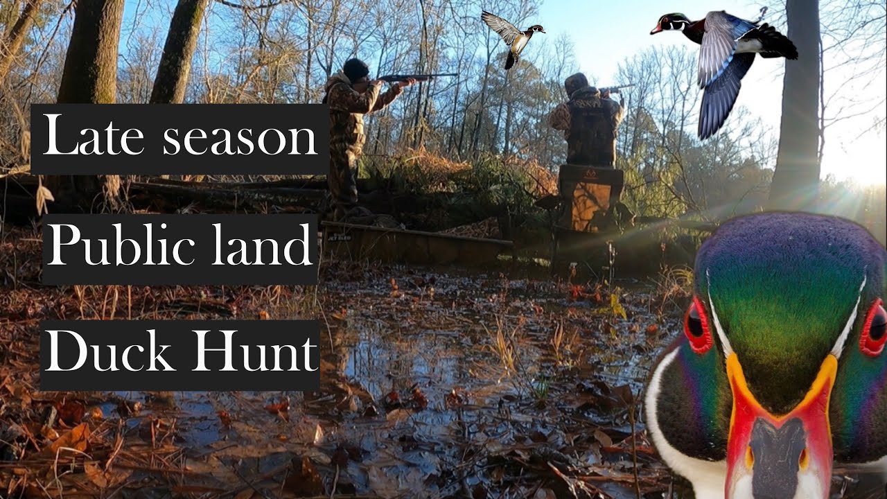Late Season SC Public Land Duck Hunt: How do these Pressured Birds ...