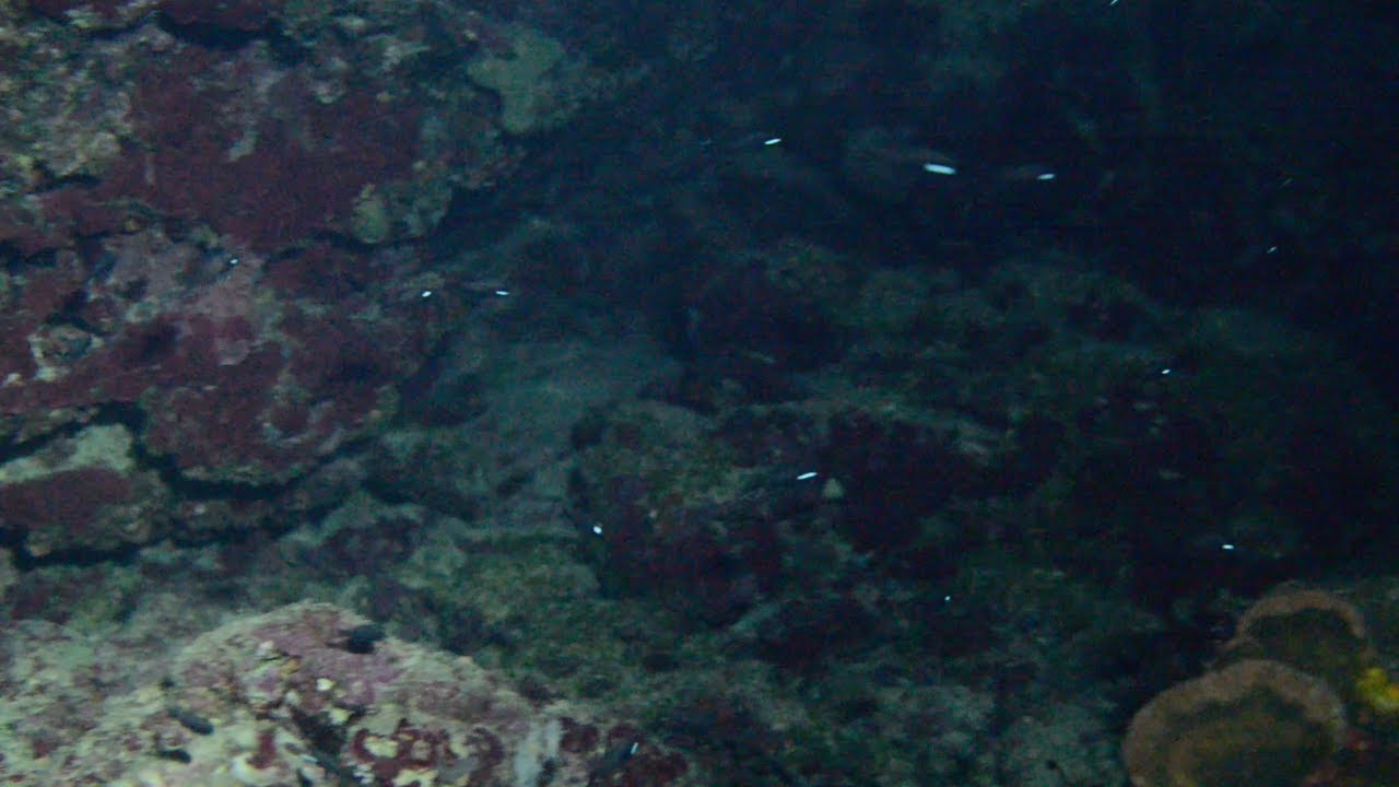 Flashlight Fish In The Dark