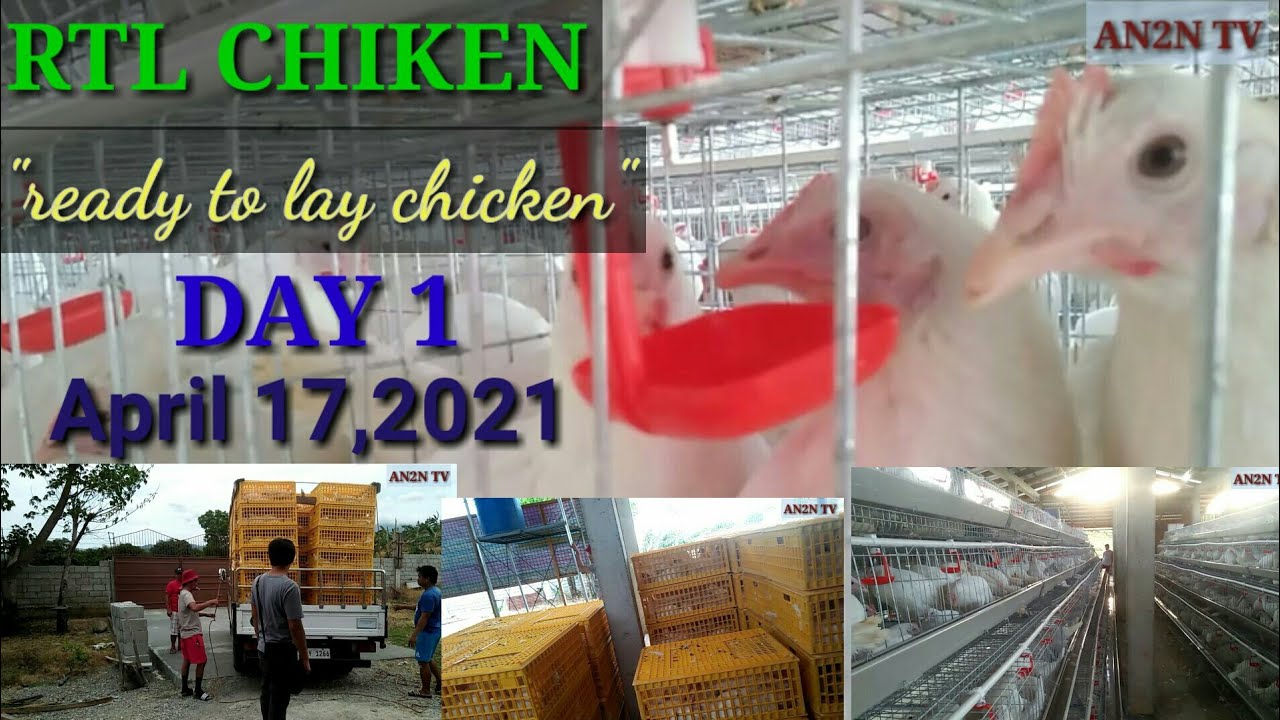 RTL CHICKEN - YouTube