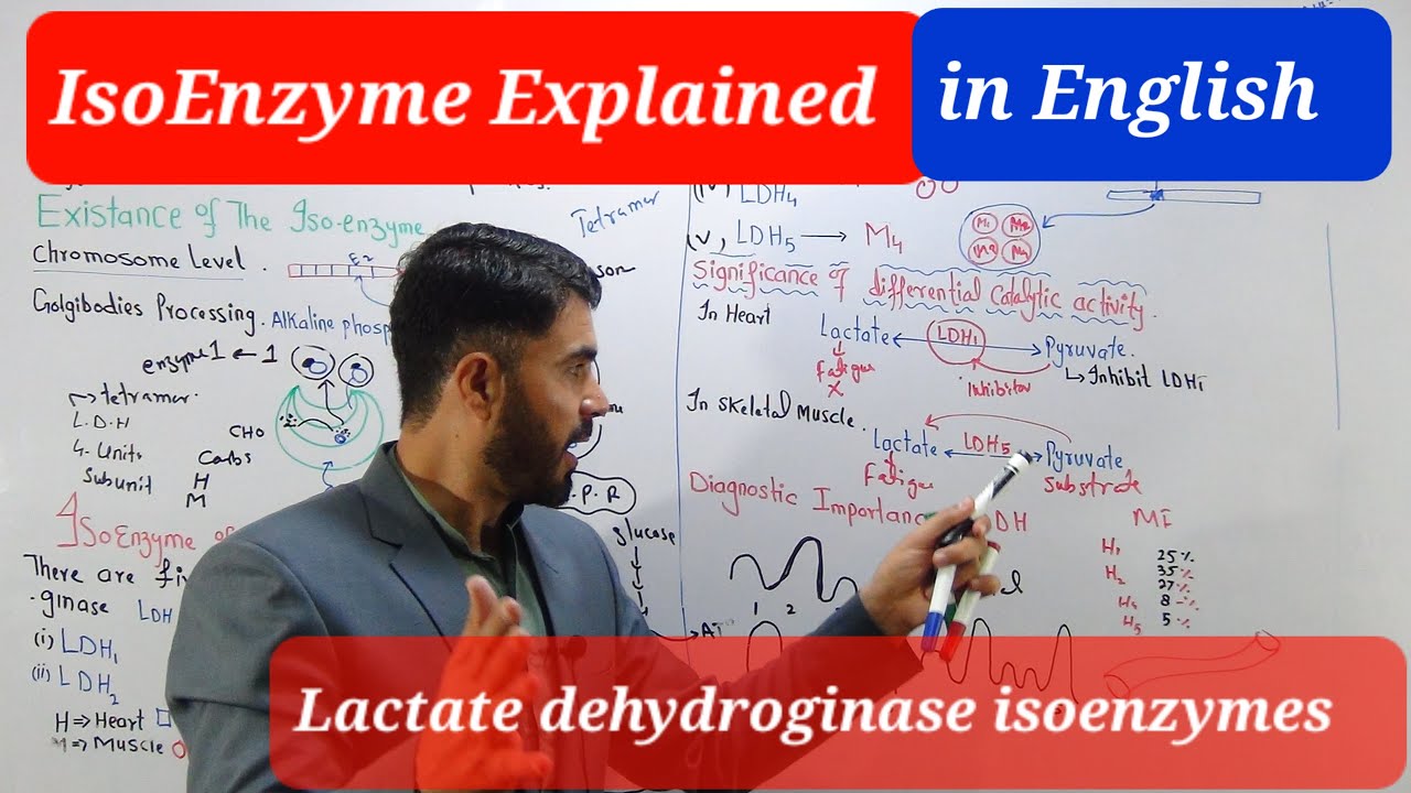 Isoenzyme OR Isozyme explained / Lactate dehydrogenase Isoenzymes - YouTube