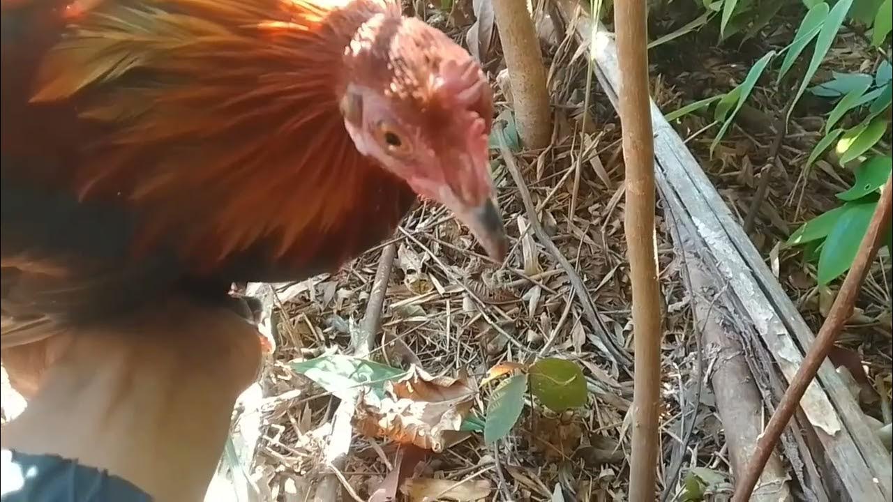 19/1/2025 mus dib qaib qus lom zem kawg - YouTube