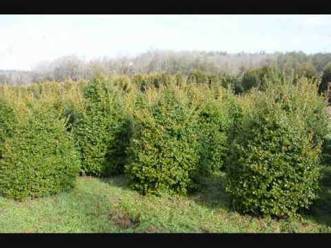 Tree Problems River Birch Trees - YouTube