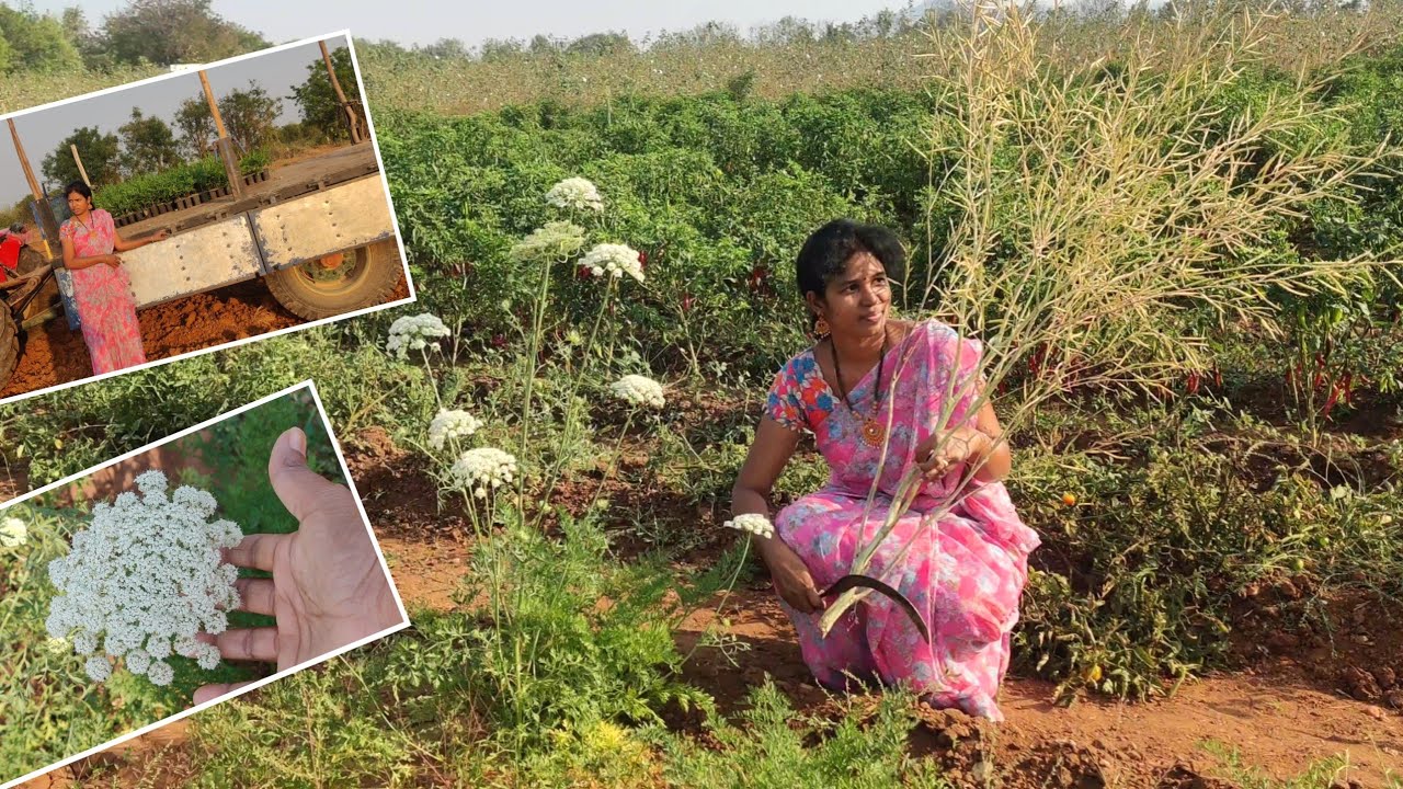 ఆవాలు harvest at farm /పసుపు కొమ్ములు ఆడిస్తే ఈ colour వచ్చాయేంటి 🤔 ...