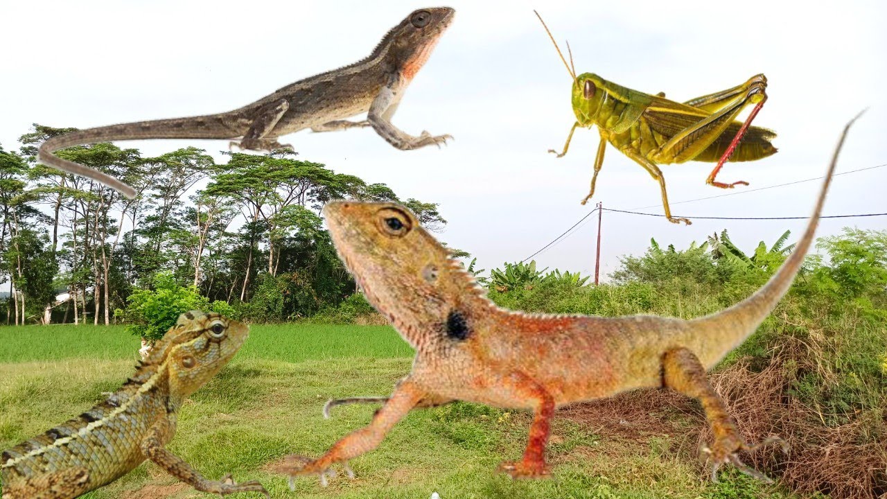 BERBURU BUNGLON TAMAN/LONDOK/ BUNGLON SURAI, BELALANG DAN KADAL EKOR ...