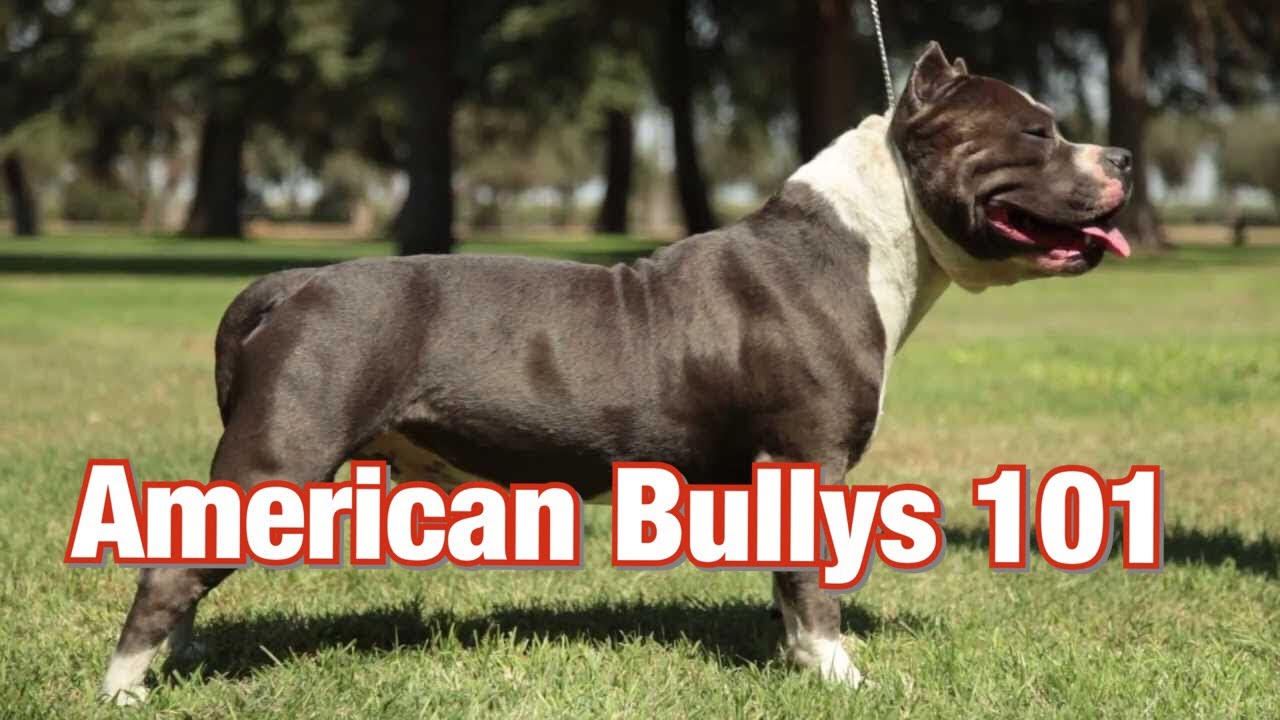 American Bully History 101 - YouTube