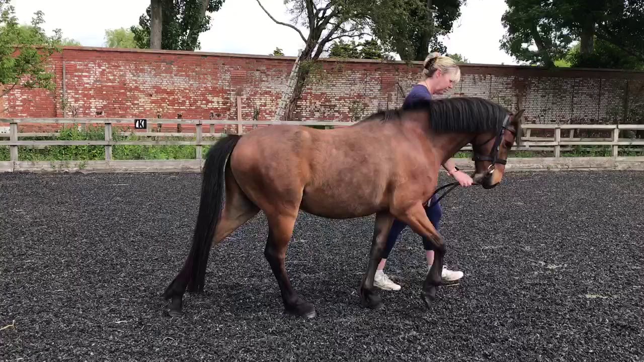 Kat Carrick & Ollie (In-Hand) - YouTube