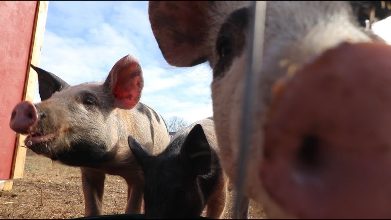 Pig Cam - Watch The Pigs! - YouTube