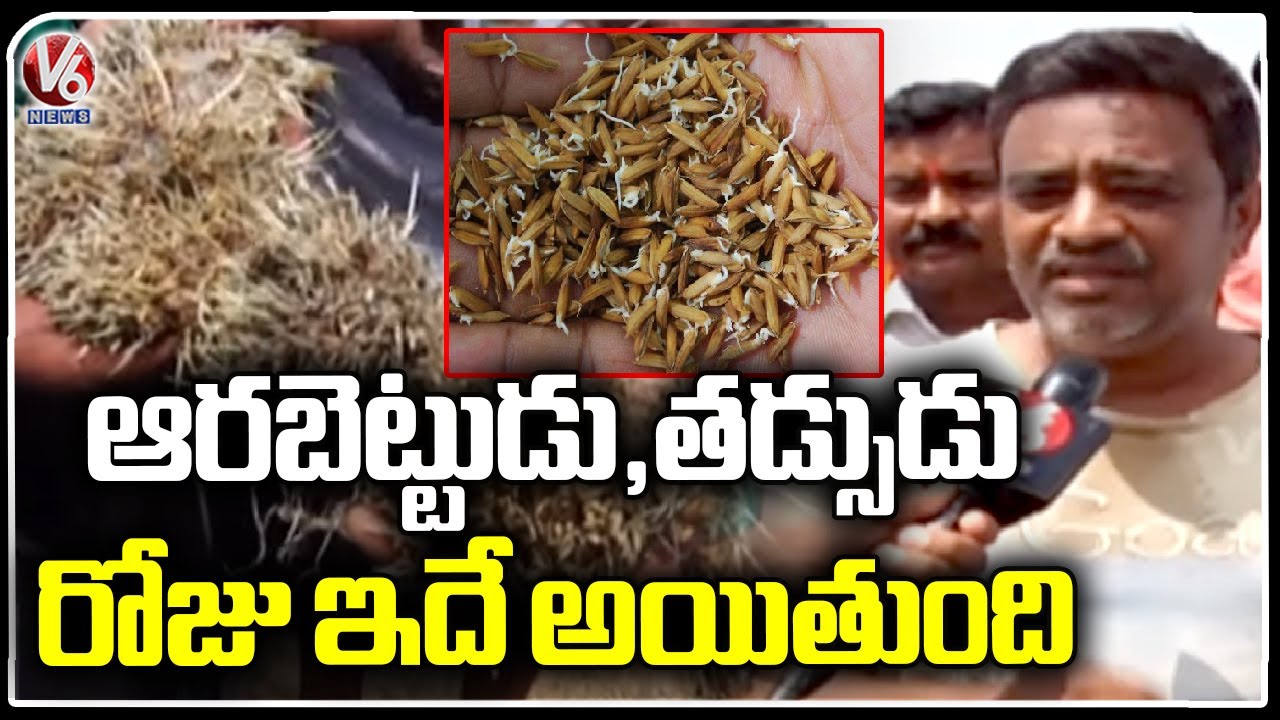 Farmers Showing Sprouted Paddy Due To Heavy Rains, Demand Govt For ...