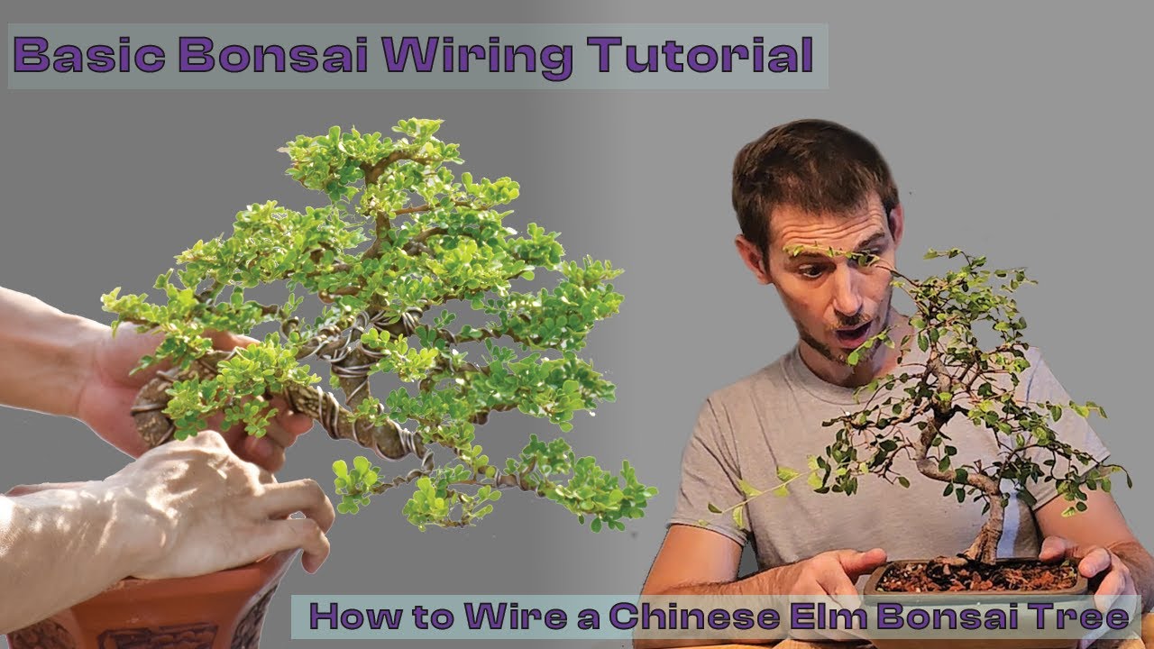 Bonsai Wiring Tutorial - How to Wire a Chinese Elm Bonsai Tree - YouTube