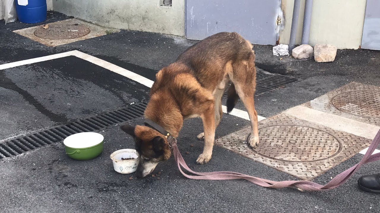 La FBB alerte sur le sort des chiens de sécurité lors des JO 2024 ...