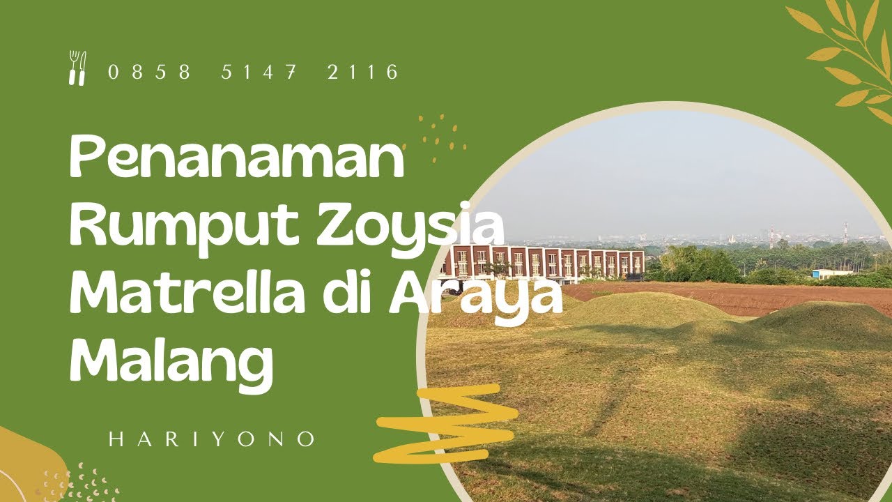 Harga Rumput Manila Zoysia Matrella Terbaru - YouTube