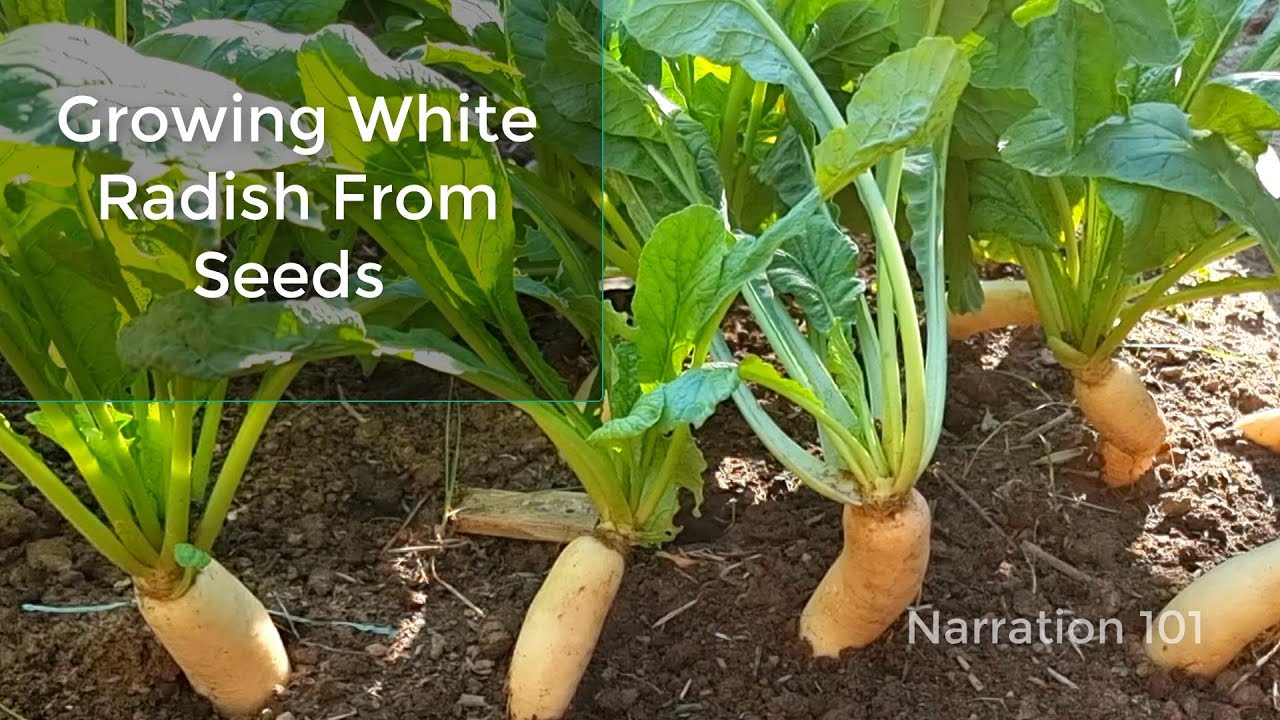 How To Grow White Radish From Seed Till Harvest - YouTube