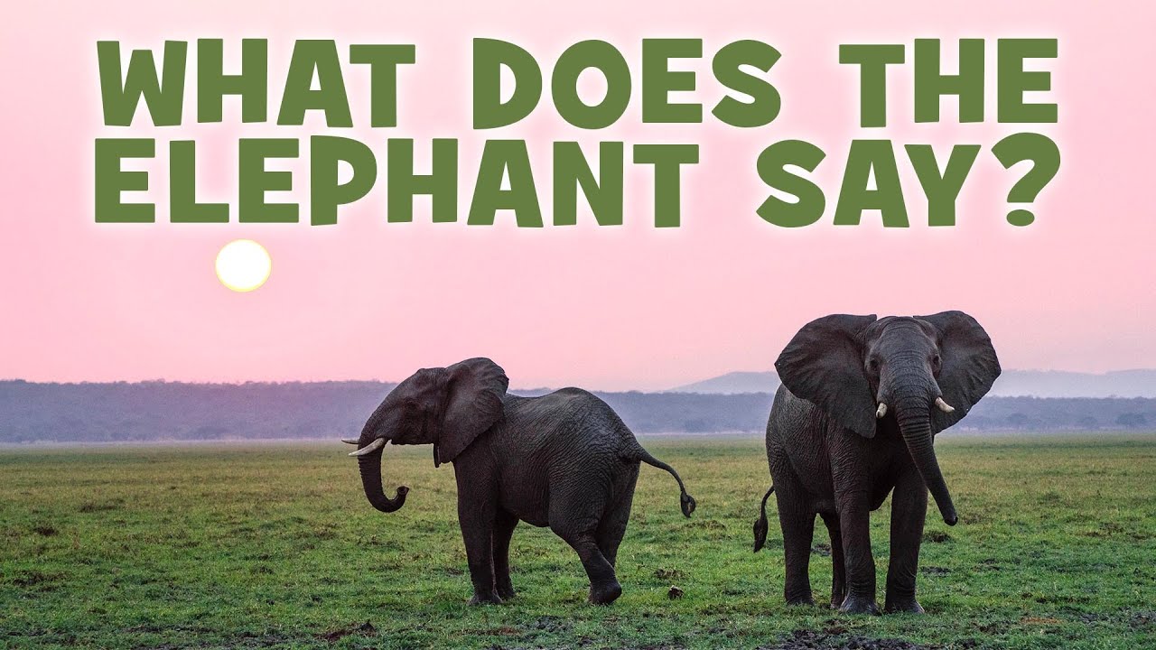 ELEPHANT Animal Sounds - Elephant Trumpet - YouTube