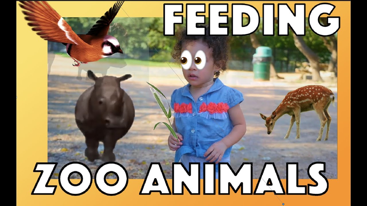 Feeding talking animals at the zoo - YouTube