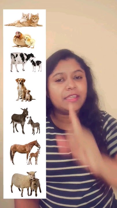 Domestic animals and their babies #LearnEnglish #EnglishLearning # ...