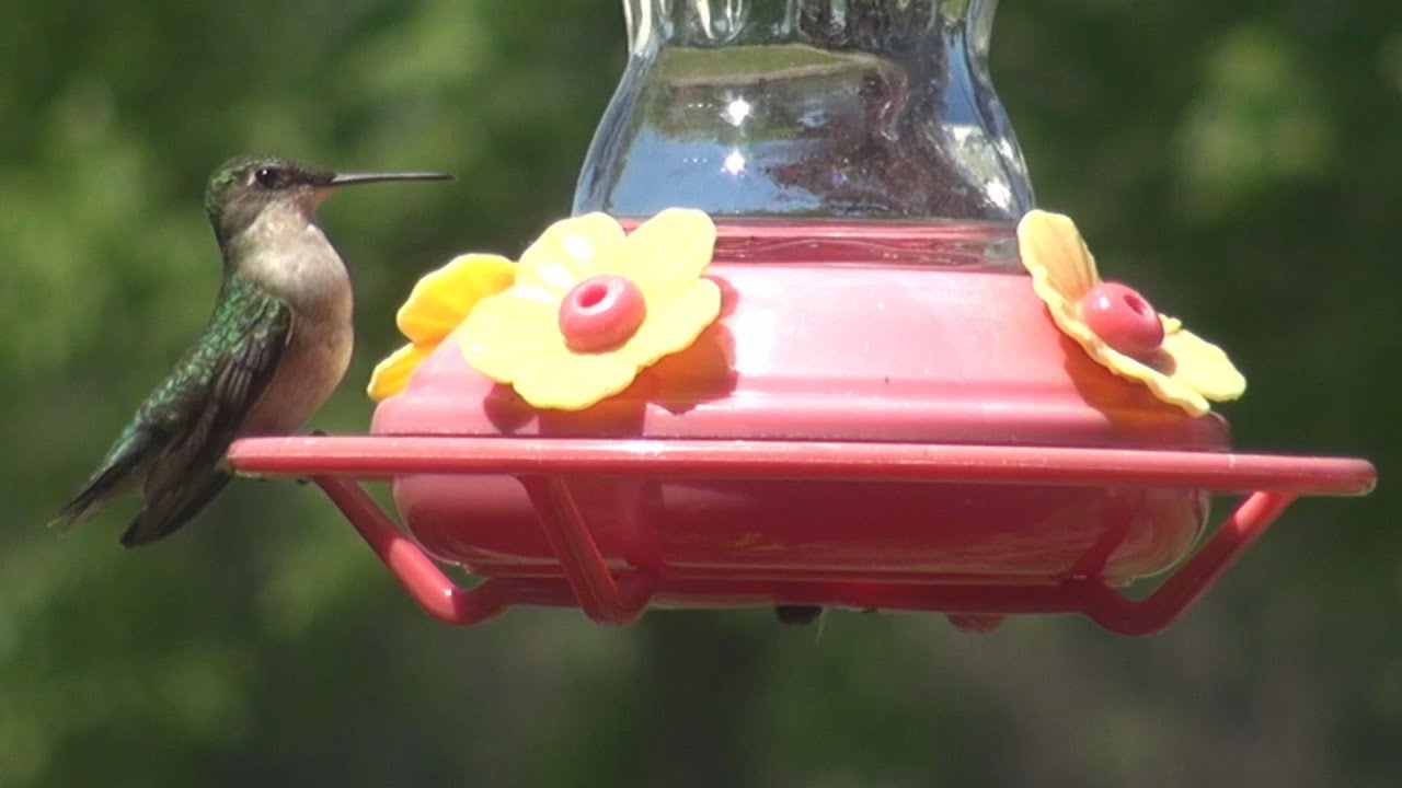 THE NATURE SHOW - HUMMINGBIRD AT FEEDER IN SLOW MOTION - YouTube