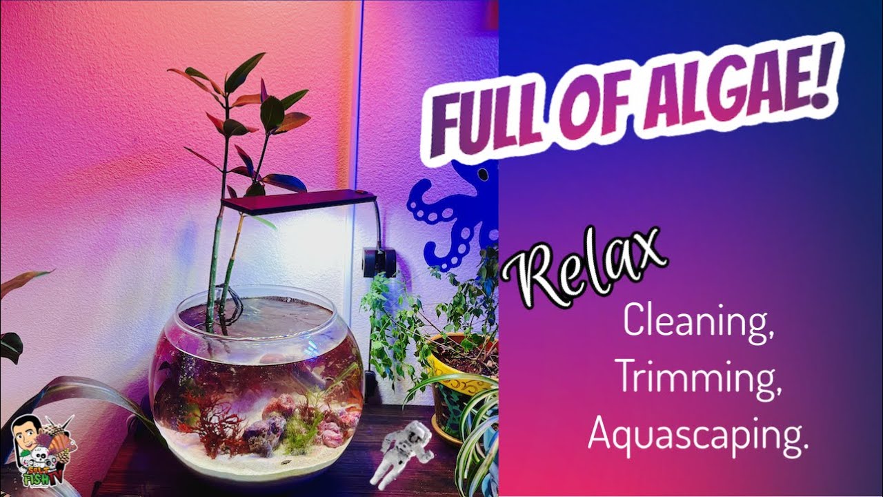 Neglected Fish Bowl Transformation - Watch and Lounge - Macroalgae ...