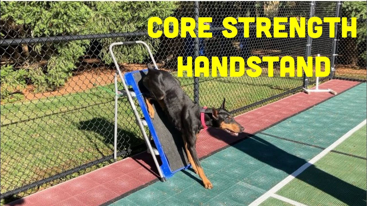 Target Train Your Dog the Handstand - YouTube